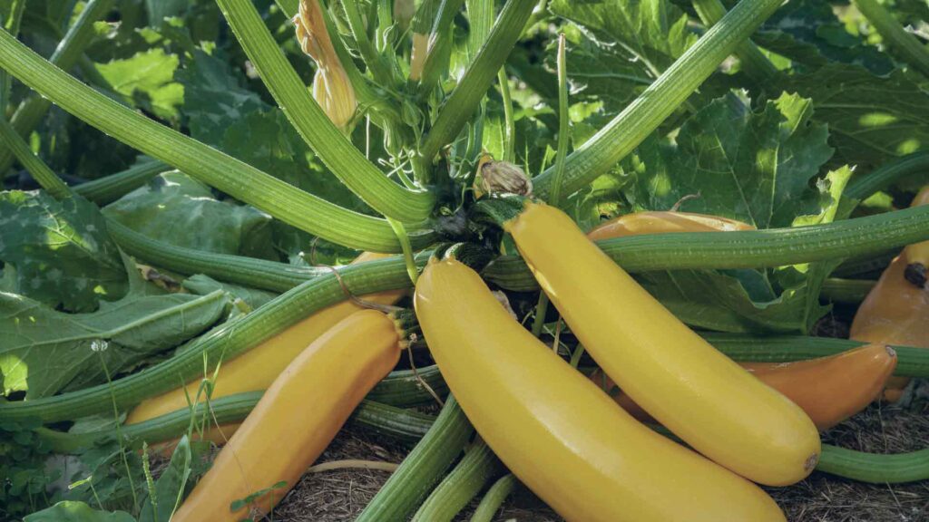 Comment planter des courgettes ? Astuces potager — Veìr Magazine