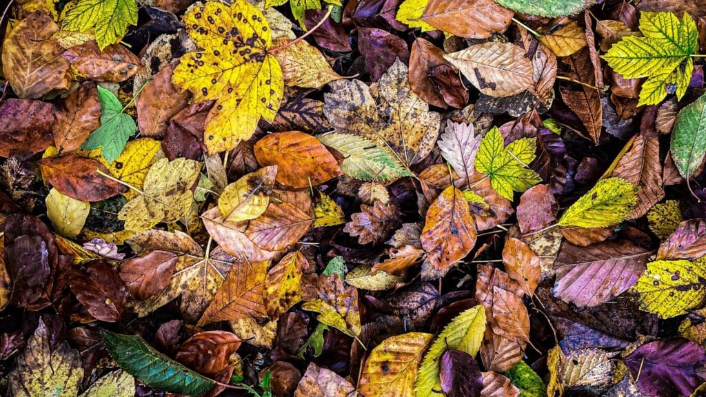 3 utilisations des feuilles mortes au jardin — Veìr Magazine